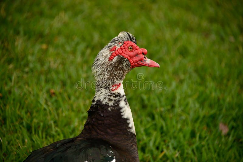 Large Muscovy Drake Up Close Stock Image - Image of jacksonville ...