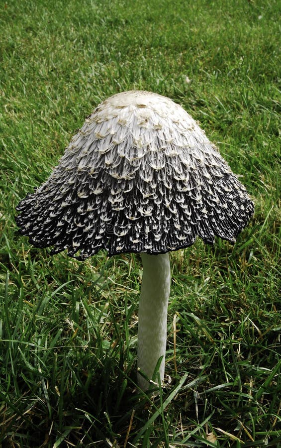 Large Mushroom stock image. Image of outdoors, natural - 11044561