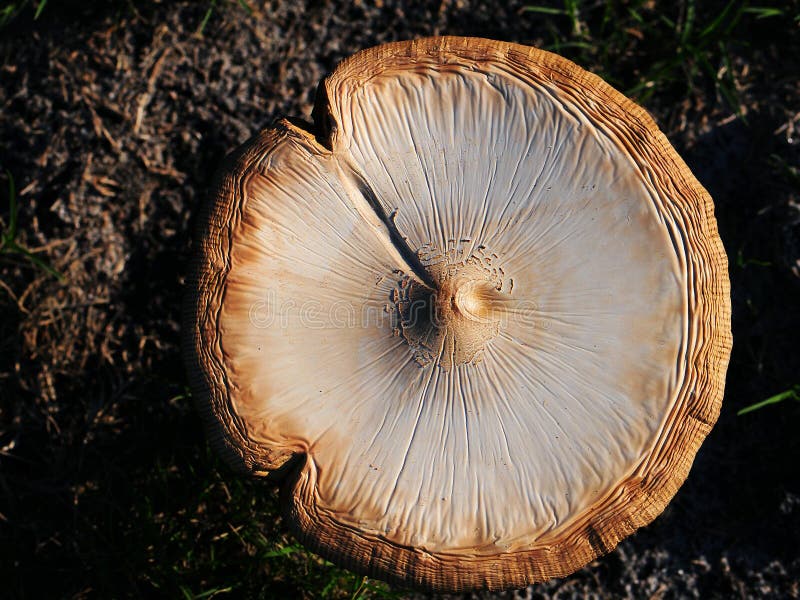 Large Mushroom stock image. Image of macro, expand, fungus - 20503511