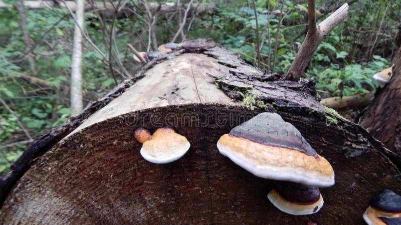 Large Chaga Conk Mushroom on Birch Tree Stock Photo - Image of inside ...