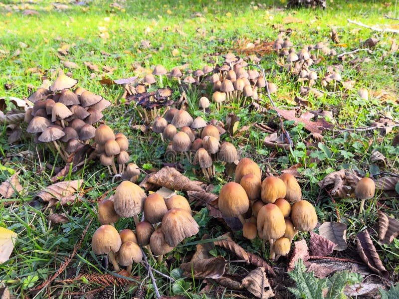 Large Mushroom Gatherings in the Lawn Stock Photo - Image of orange ...