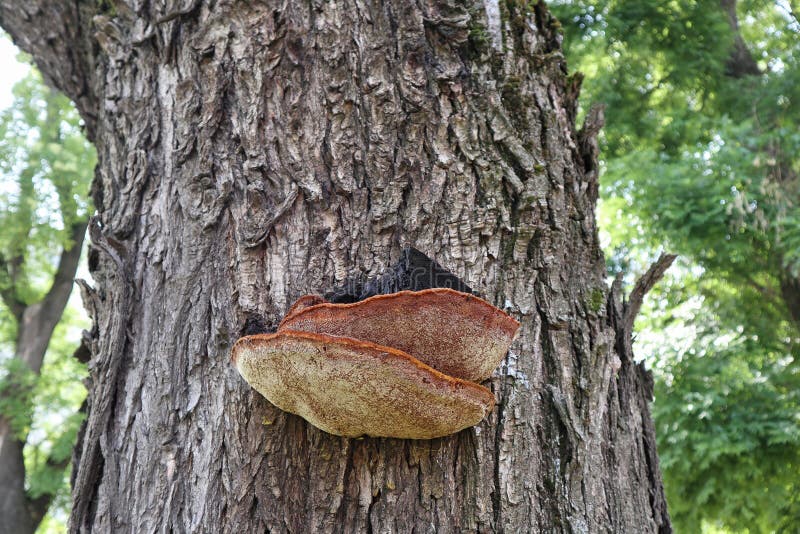 Large Mushroom on the Tree Trunk Stock Image - Image of nature, tree ...