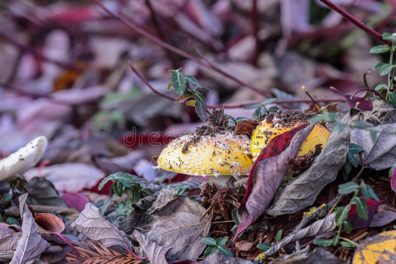 Large Mushroom with Yellow Cap Coming through Fallen Leaves Stock Image ...