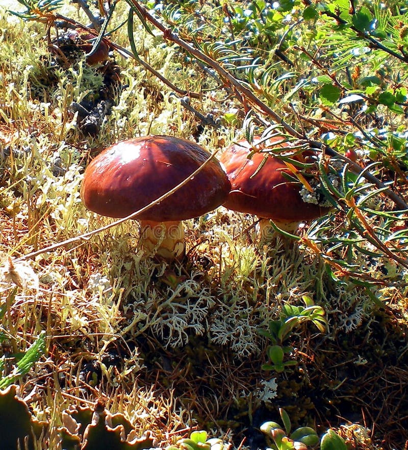 Large Mushrooms in the Grass in Taiga Forest Stock Photo - Image of ...