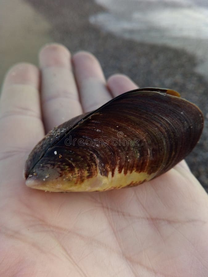 Large Mussel Shell with Small Mussel Shell Stock Image - Image of beach ...