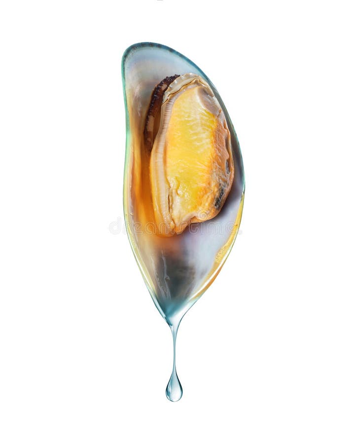 Large Mussel Shell with Small Mussel Shell Stock Image - Image of beach ...