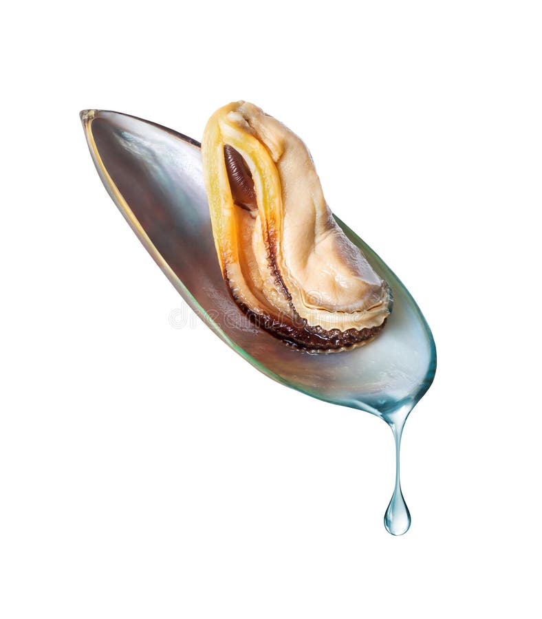 Large Mussel in a Shell with a Drop of Water Isolated on a White ...
