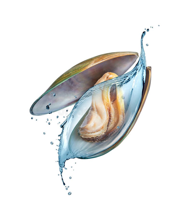 Large Mussel in a Shell with Splash of Water Isolated on a White ...