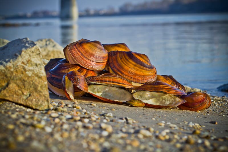 Large Mussel Shell with Small Mussel Shell Stock Image - Image of beach ...