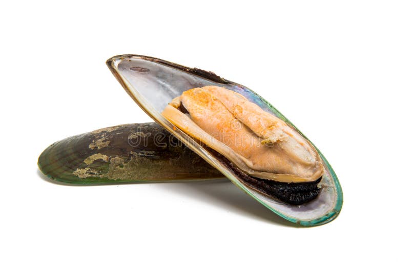 Large mussels isolated stock image. Image of conch, fresh - 98909133