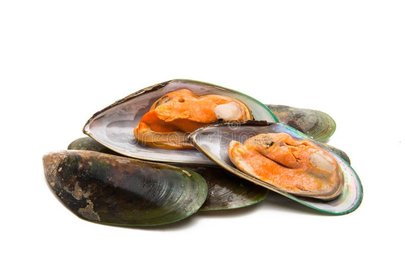 Large mussels isolated stock image. Image of cuisine - 98909015