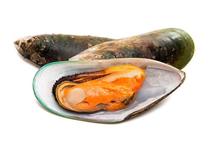 Large mussels isolated stock photo. Image of macro, mussels - 98909306