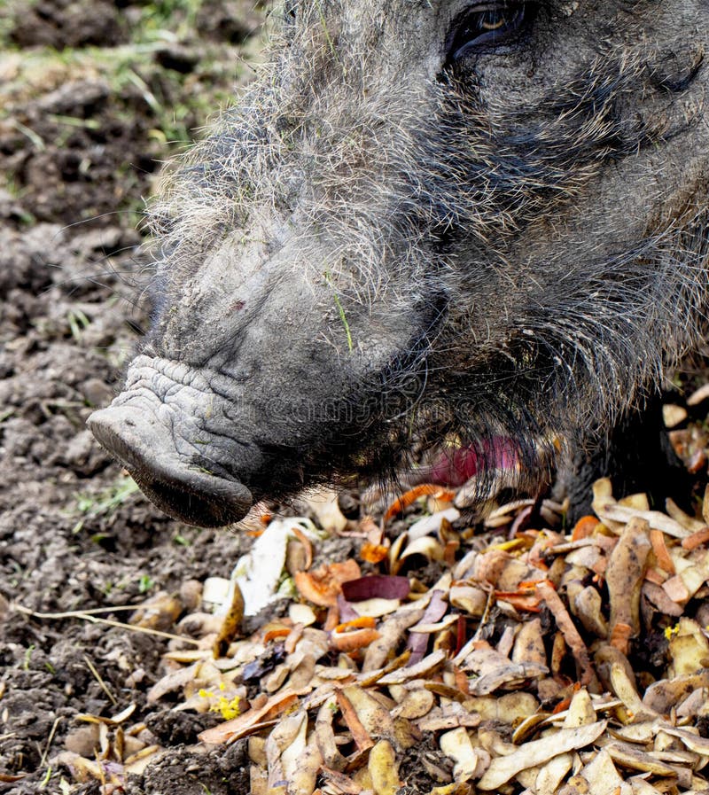Large Muzzle and Head of a Wild Boar with a Piglet. Hunting for Wild ...