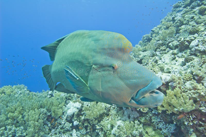 Large Napoleon Wrasse on a Reef Stock Image - Image of large, nature ...
