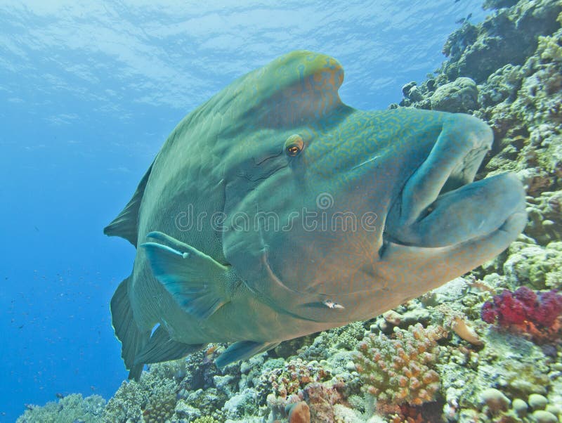 Napoleon Fish stock photo. Image of maori, giant, biology - 36358384