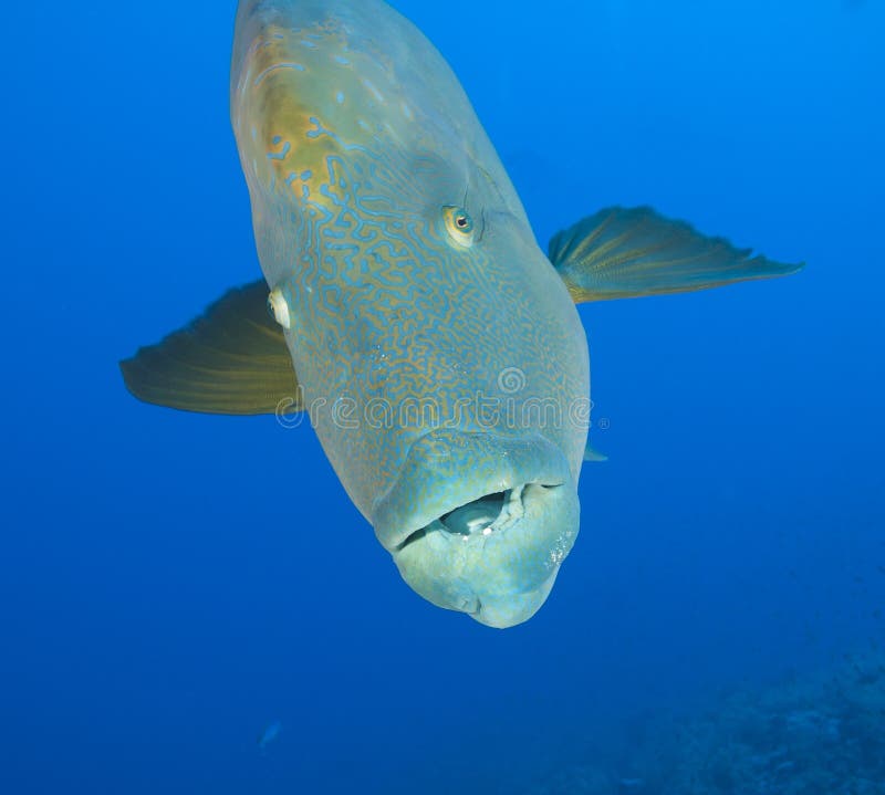 Large Napoleon Wrasse Underwater Stock Image - Image of cheilinus ...
