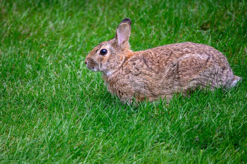 Large Native Bunny Grazing in a Bright Green Lawn, As a Nature ...