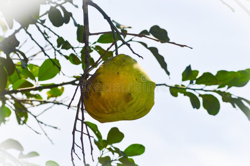 Large native pomelo stock photo. Image of large, tree - 127756364