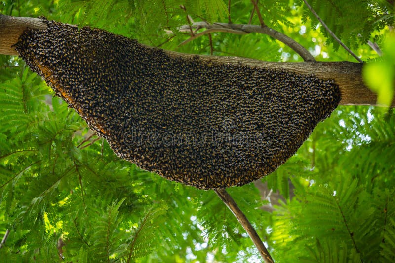 Large Natural Beehive Hanging on a Tree Stock Photo - Image of concept ... Large Natural Beehive Hanging on a Tree Stock Photo - Image of concept ...