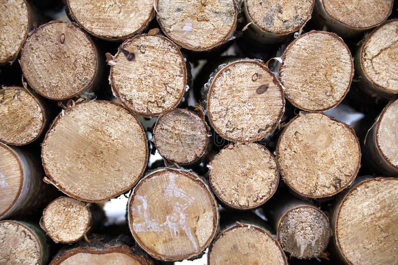 Large, Neatly Stacked Pile of Cut Tree Logs Stock Image - Image of pine ...