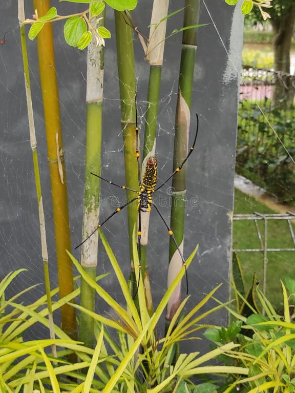 Large Nephila Tropical Spider Stock Image - Image of nephila, spider ...
