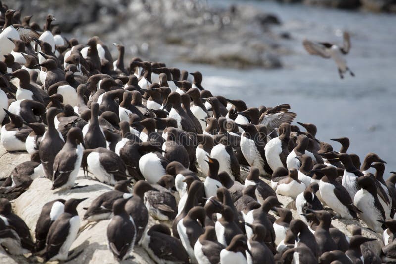 Large Nesting Seabird Colony Stock Image - Image of cliff, ocean: 100054181