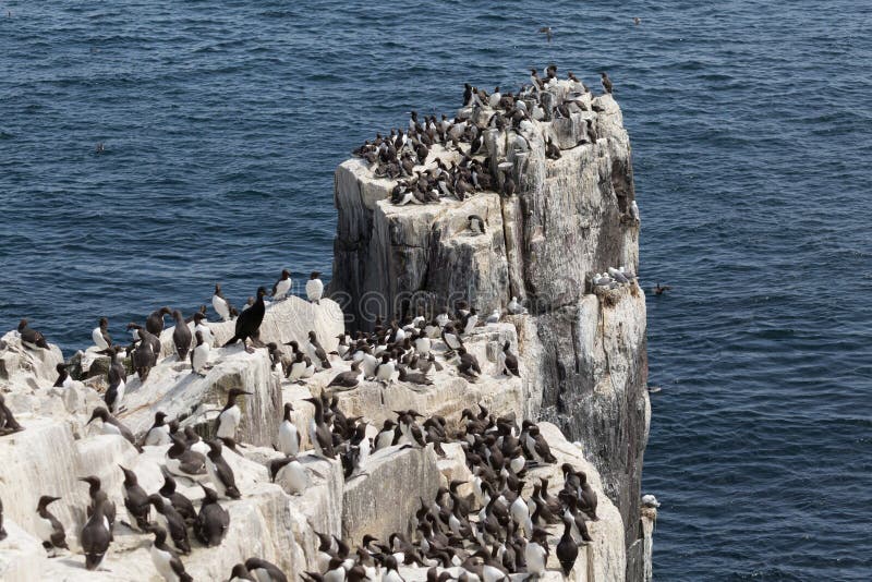 Large Nesting Seabird Colony Stock Photo - Image of life, pairs: 100054196