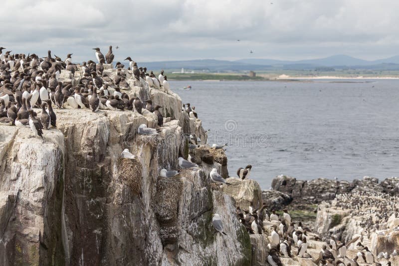 Large Nesting Seabird Colony Stock Photo - Image of life, rock: 100054080