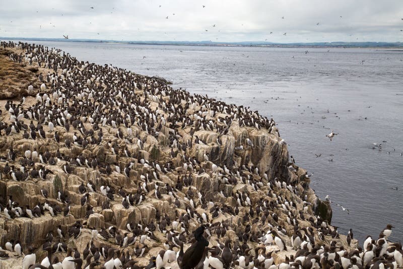Large Nesting Seabird Colony Stock Photo - Image of island, natural ...