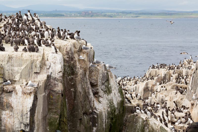 Large Nesting Seabird Colony Stock Photo - Image of cliff, nature ...