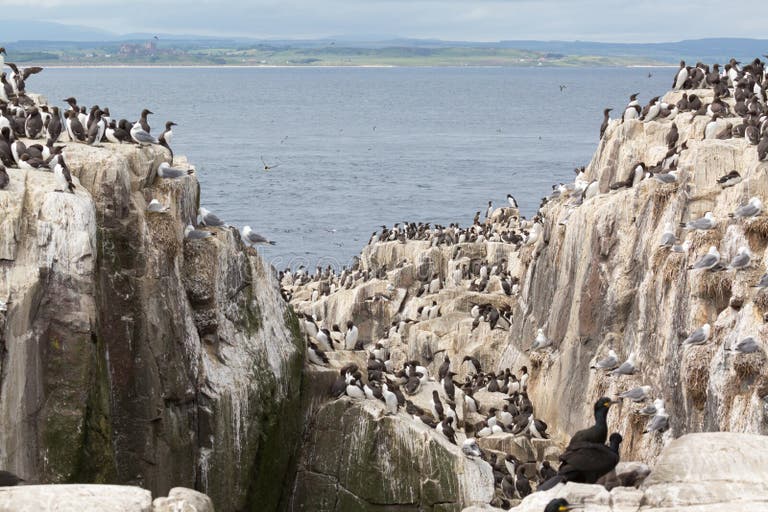Large Nesting Seabird Colony Stock Image - Image of breeding, standing ...