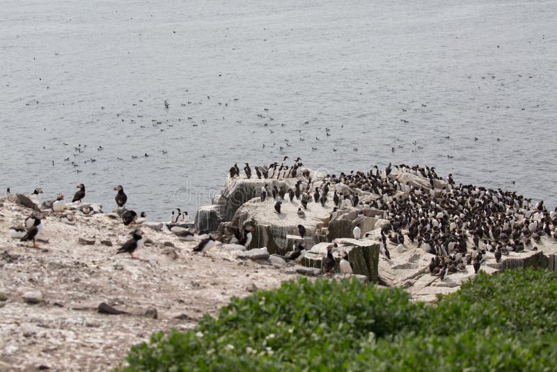 Large Nesting Seabird Colony Stock Image - Image of cliff, ocean: 100054181