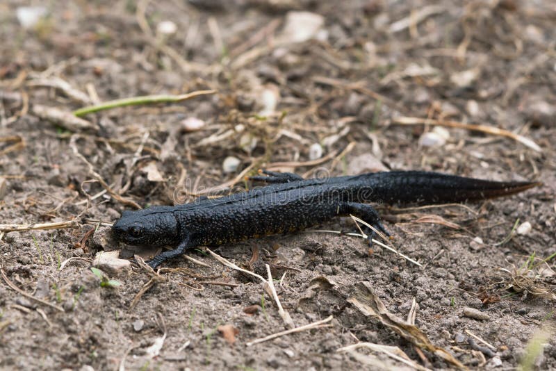 Large newt on the ground stock photo. Image of cristatus - 250191054