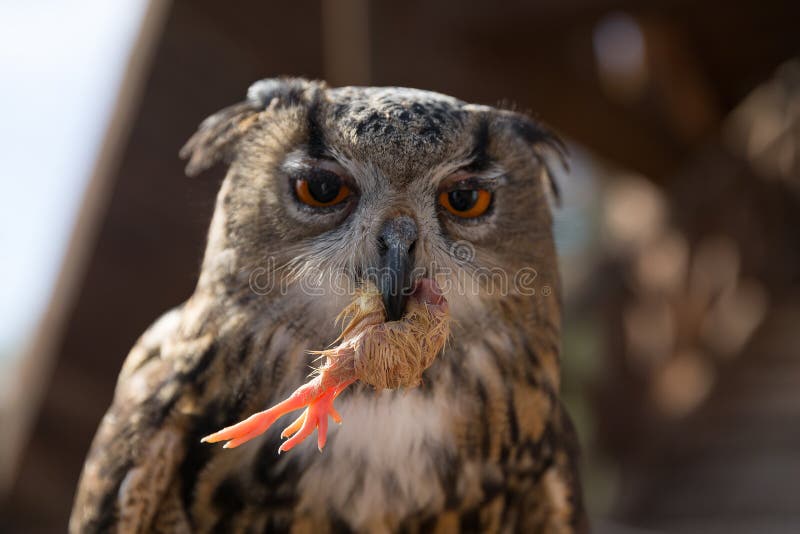 Large Owl Eating Raw Chicken Legs and Looking Straight at the Camera ...