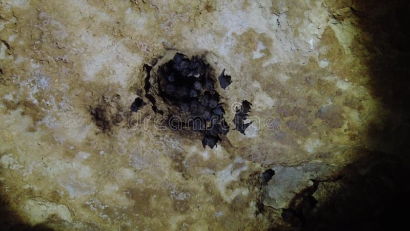 A Large Number of Bats Hanging in a Cave with Stalactites Stock Video ...