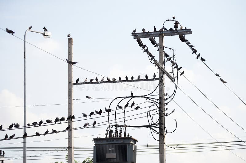 A Large Number of Birds Live on the High Voltage Power Line Stock Image ...