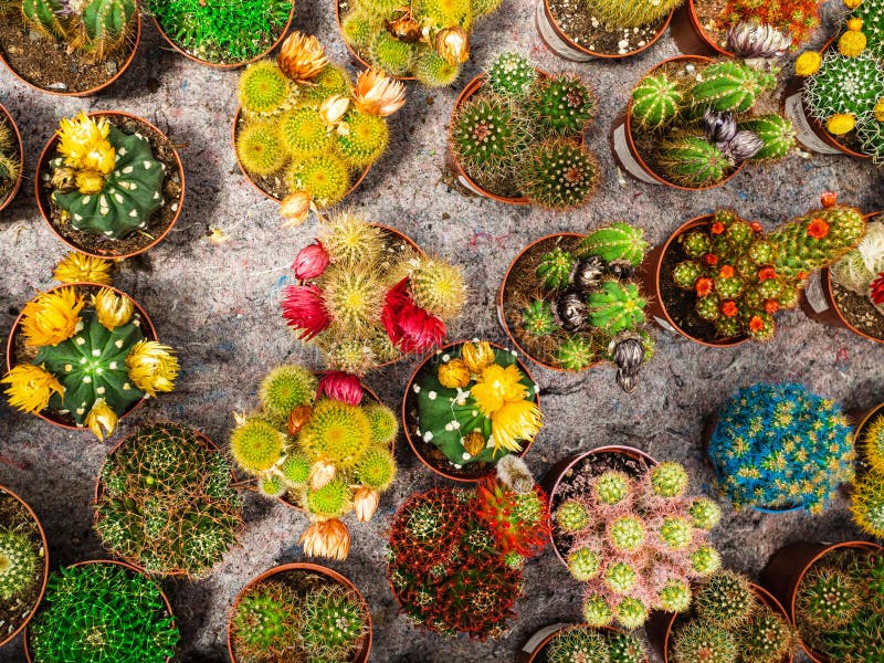 A Large Number of Cacti. Cacti of Different Shapes and Colors Stock ...