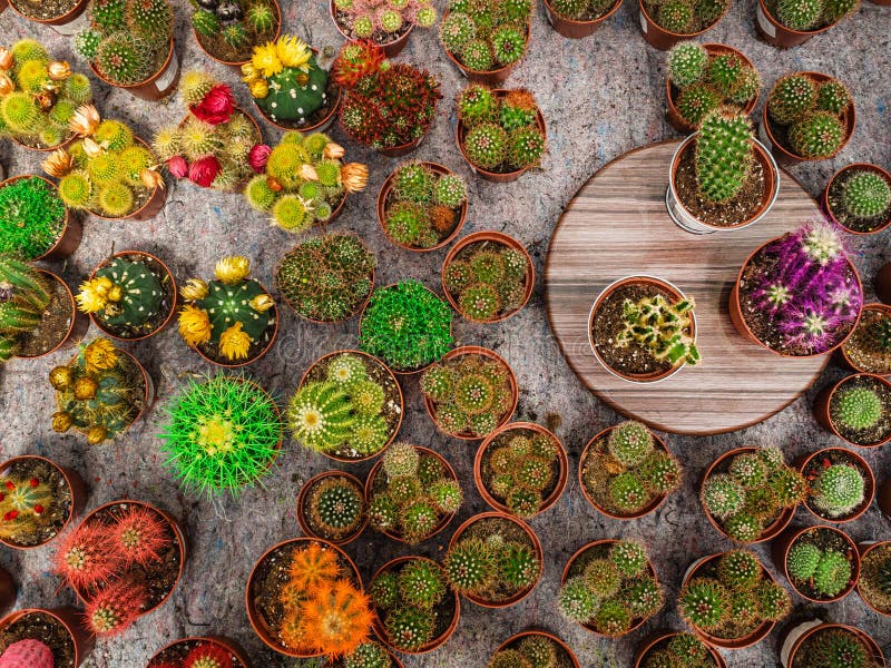 A Large Number of Cacti. Cacti of Different Shapes and Colors Stock ...