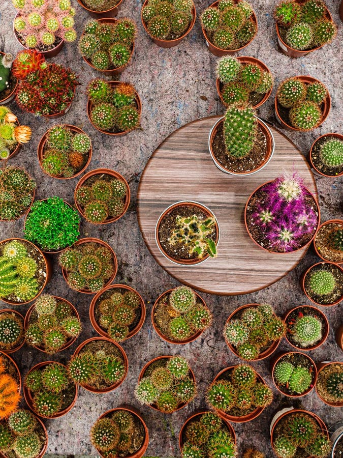 A Large Number of Cacti. Cacti of Different Shapes and Colors Stock ...