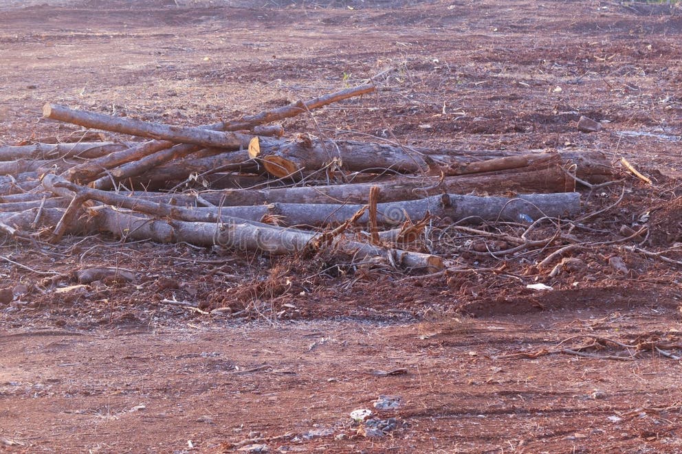 A Large Number of Cut Logs are Piled Up on the Ground Stock Image ...