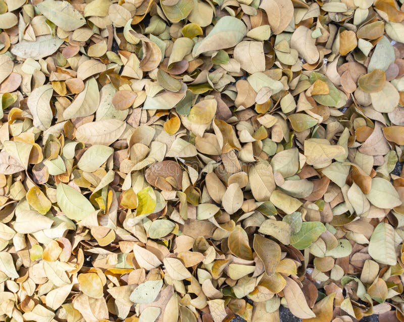A Large Number of Dry Leaves Stock Photo - Image of brown, nature ...
