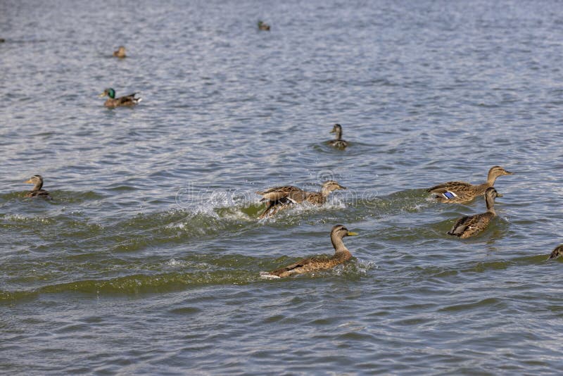 Large Number of Ducks are Fed on the Lake Stock Photo - Image of black ...