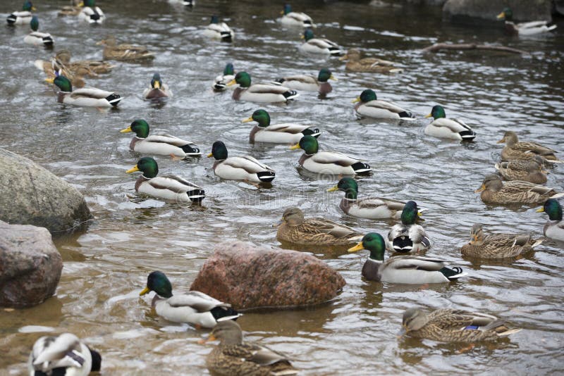 A Large Number of Ducks Swim Stock Image - Image of cute, lake: 195584773
