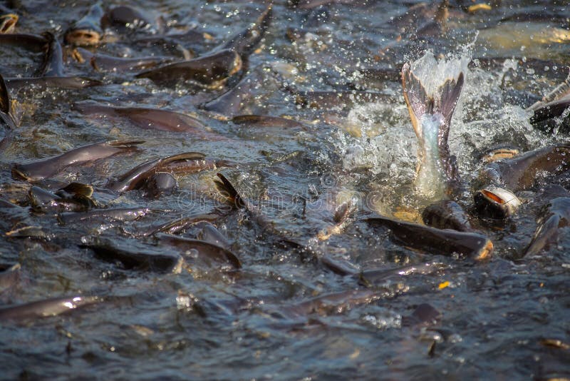 A Large Number of Fish in Rivers in Tropical Habitat Stock Photo ...