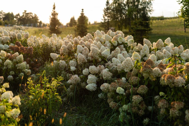 A Large Number of Flowering White Hydrangea Bushes in the Open Air ...