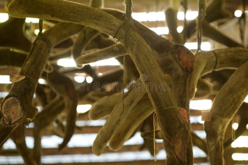 A Large Number of Heads of a Maral Stock Image - Image of habitat ...