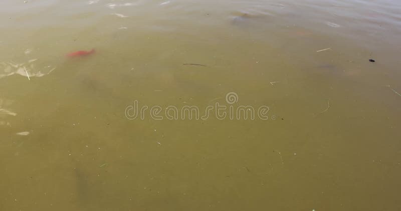 A Large Number of Hungry Fish that are Fed Bread Stock Video - Video of ...