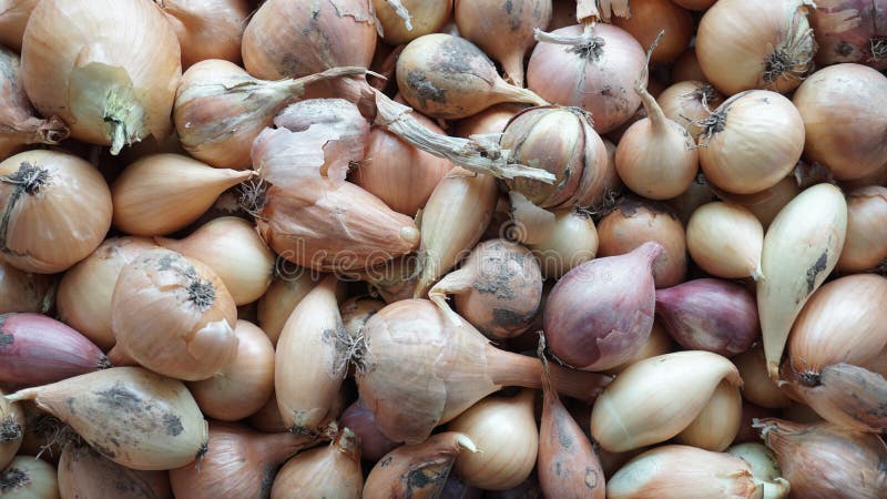 A Large Number of Onions in a Chaotic Arrangement Stock Photo - Image ...
