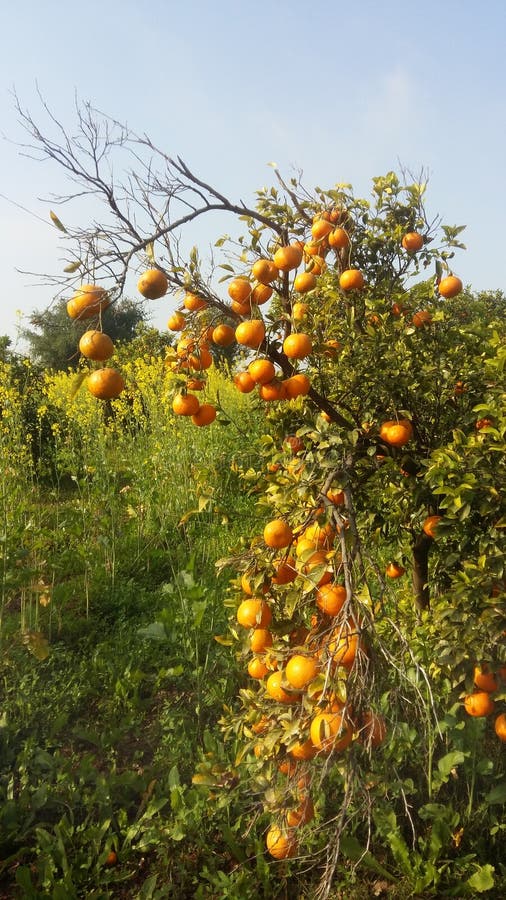 Large Number of Oranges on Tree Stock Photo - Image of heathy, tree ...