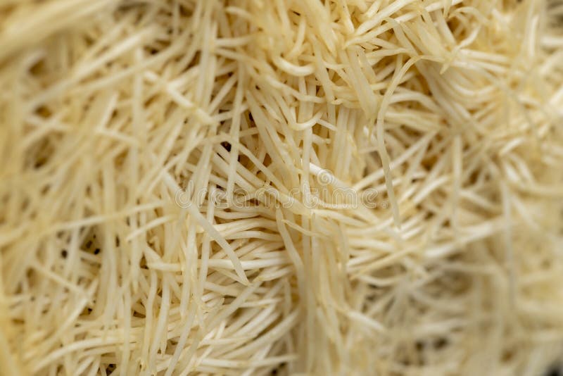 A Large Number of Pea Roots are Light Yellow Stock Photo - Image of ...